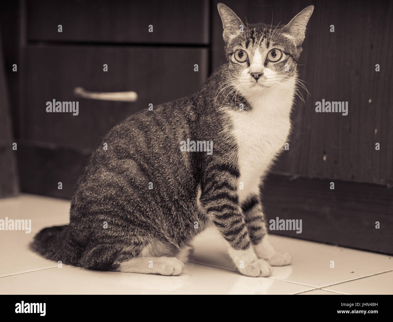 White and Black Cat Sit on The Floor Stock Photo - Alamy