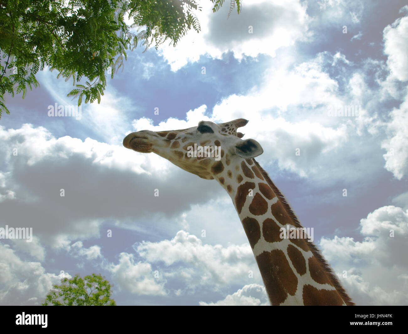 Reticulated giraffe stretching long neck hi-res stock photography and ...