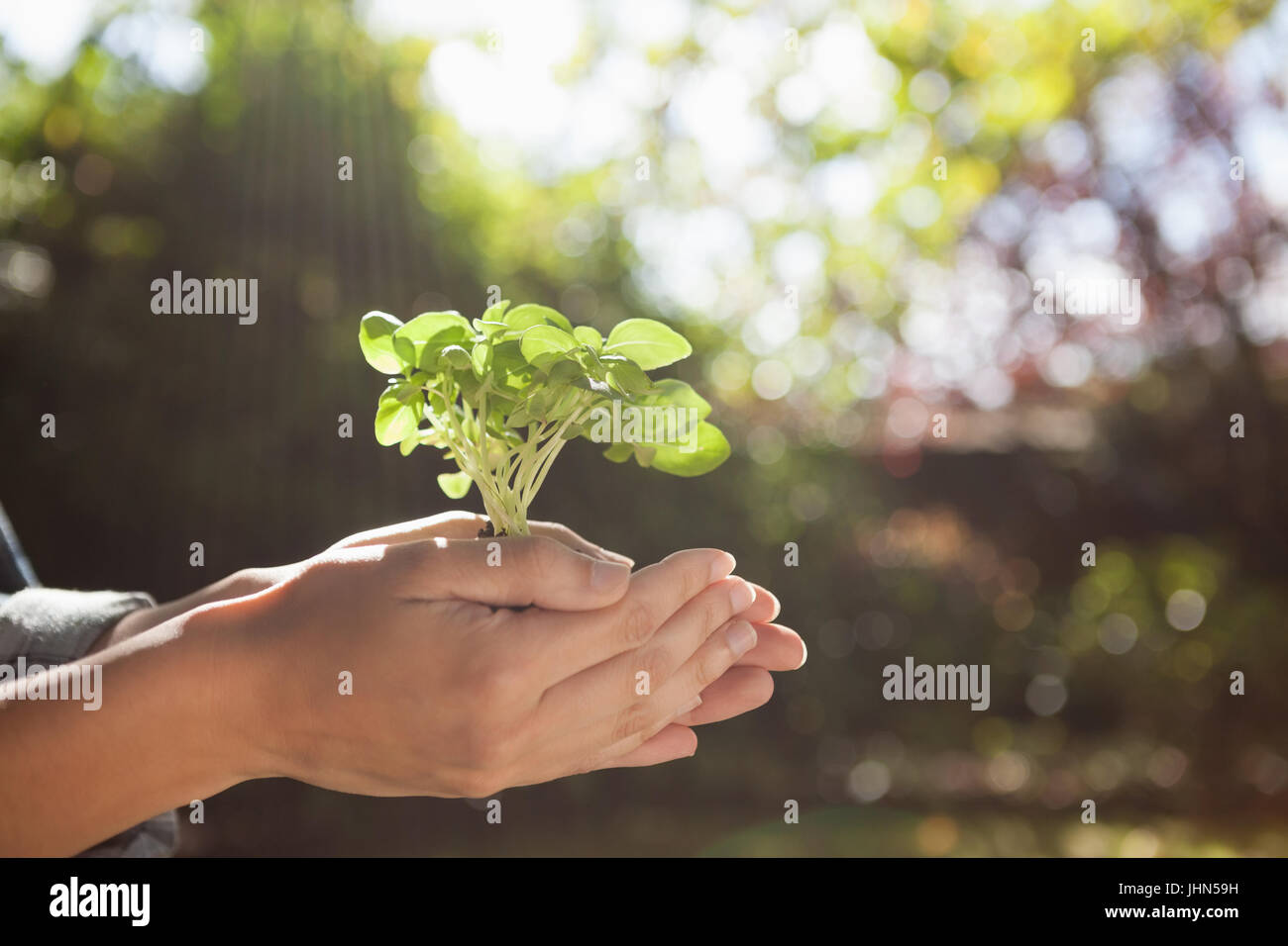 Cupped seedling hi-res stock photography and images - Alamy