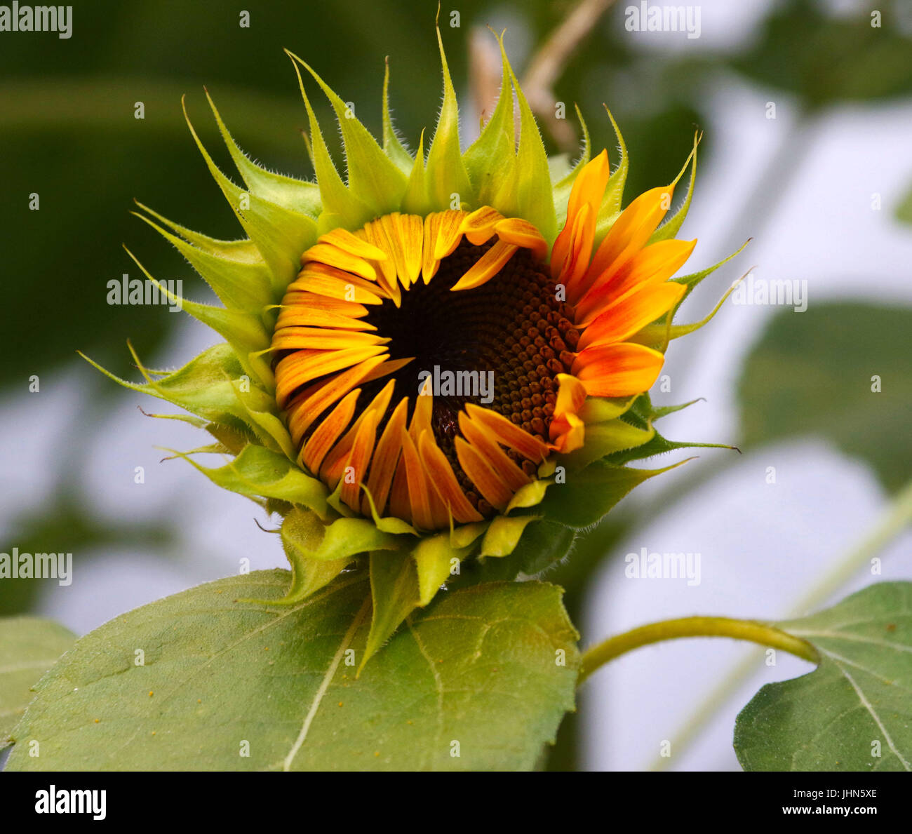 Terminal bud hi-res stock photography and images - Alamy
