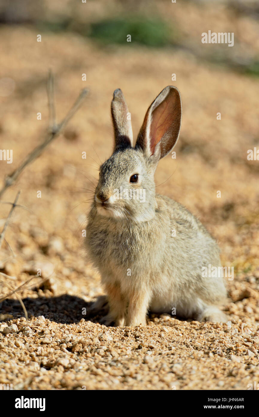 Desert cottontail rabbits joshua tree hi-res stock photography and ...