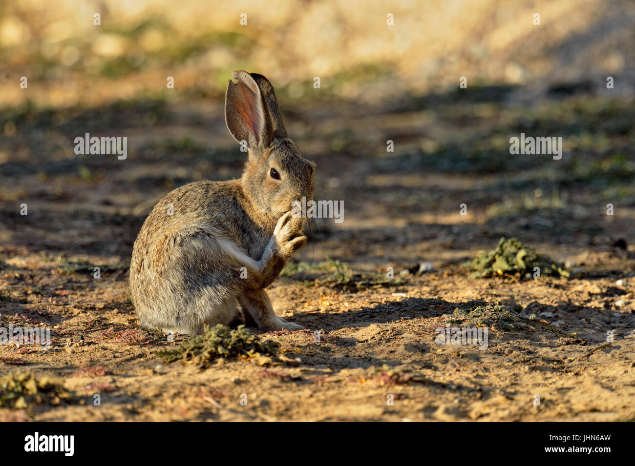 Desert cottontail rabbits joshua tree hi-res stock photography and ...