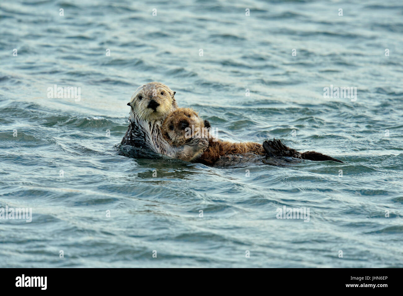 Sea otter (Enhydra lutris) Mother and pup rafting in Morro Bay Estuary ...
