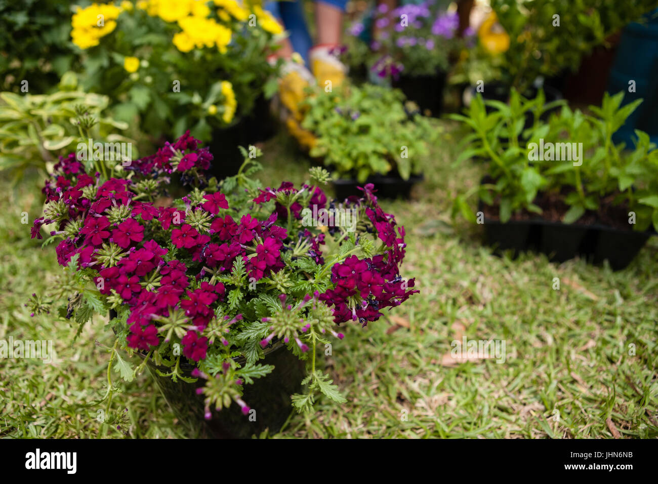 Magenta Flowers Stock Photos & Magenta Flowers Stock Images - Alamy