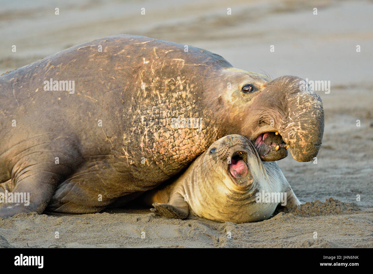 Elephant seals california mating hi-res stock photography and images ...