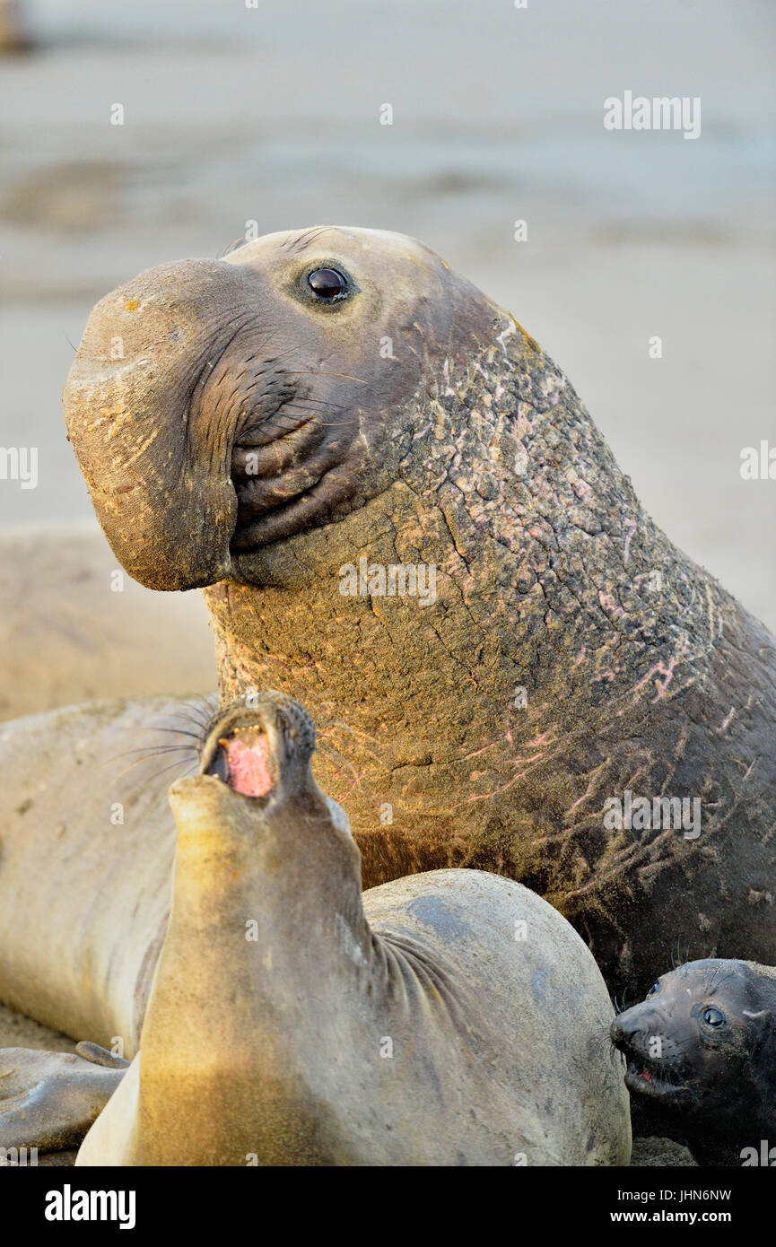 Northern elephant seal (Mirounga angustirostris) Mating on beach in ...