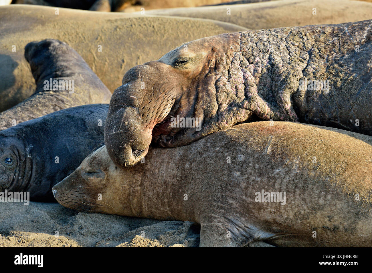 Northern elephant seal (Mirounga angustirostris) Mating on beach in breeding rookery, San Simeon ...