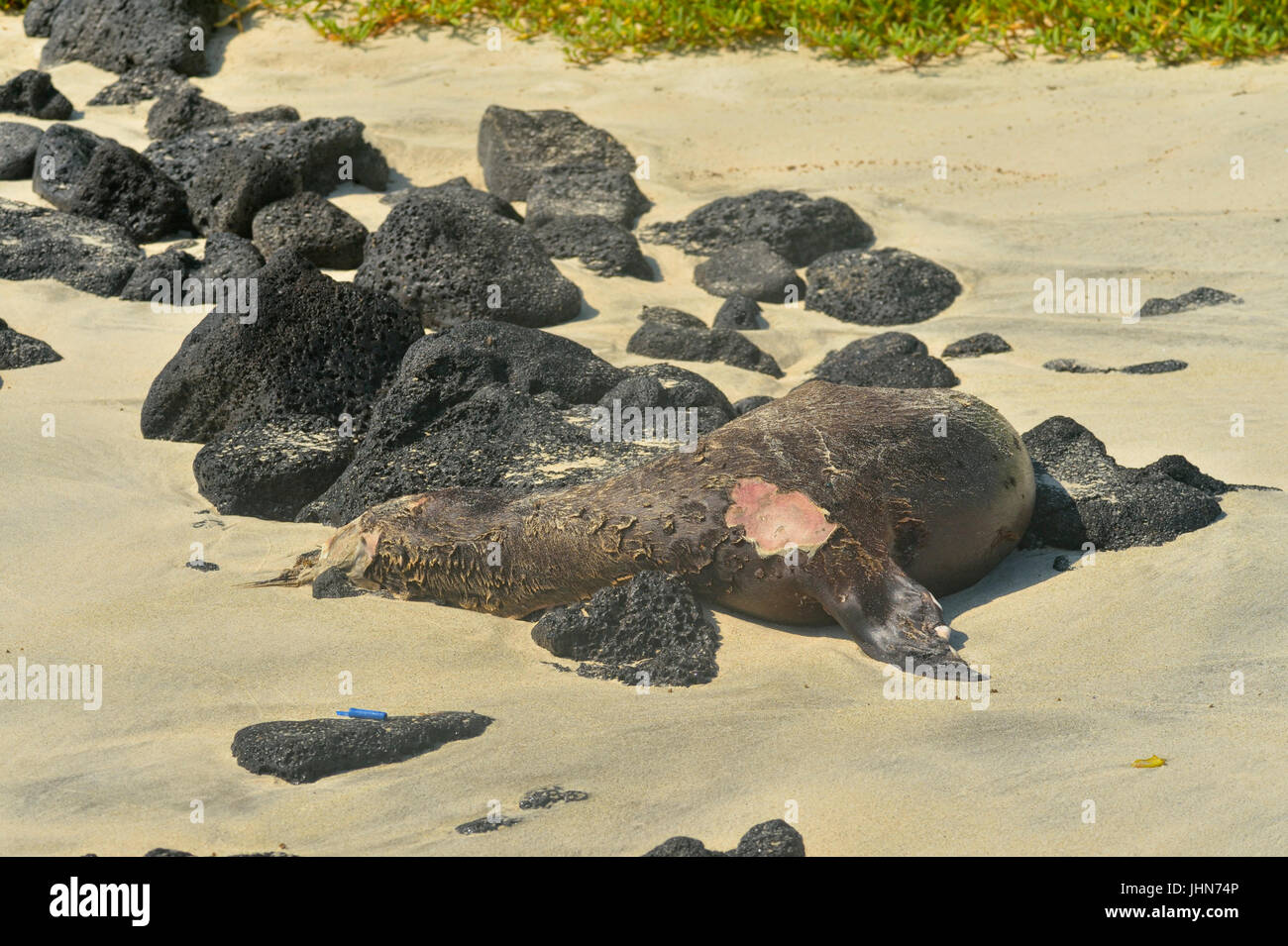 Dead sea lion on Punta Cormorant beach, Galapagos Islands National Park ...