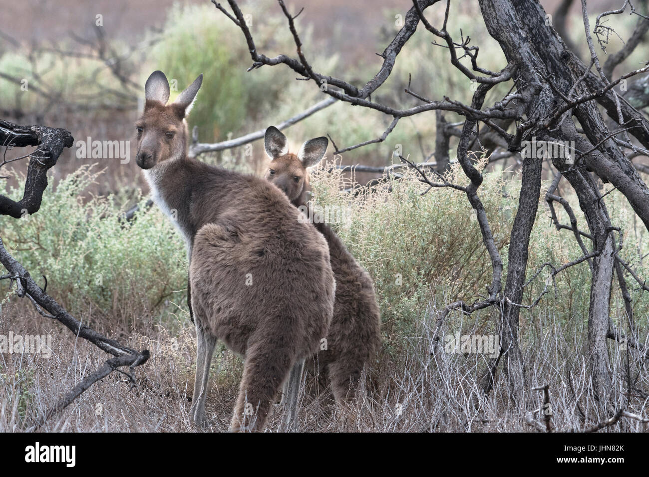 Eastern grey kangaroos (Macropus giganteus), Australia Stock Photo - Alamy