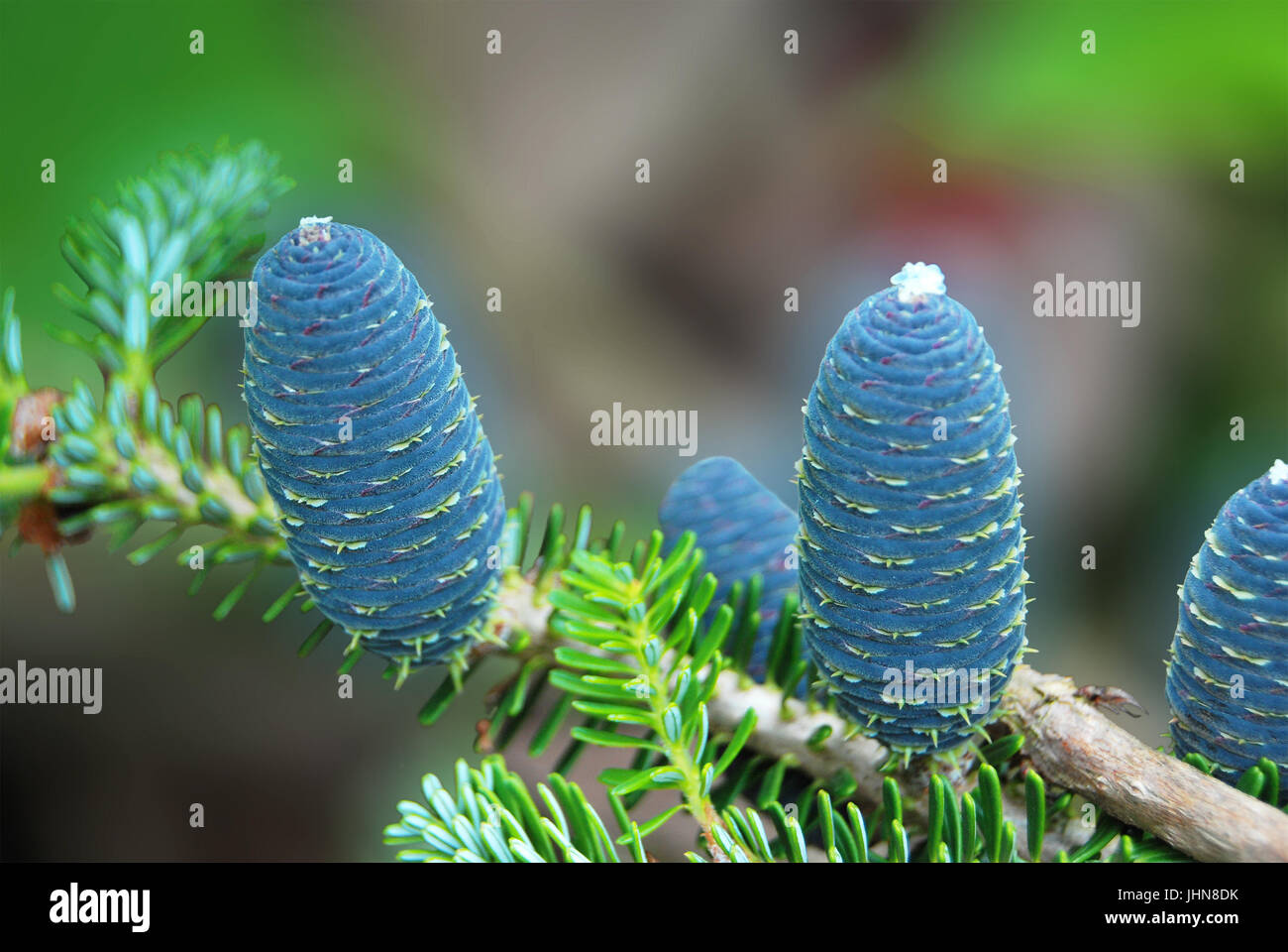 Four blue cones of fir pine in macro Stock Photo - Alamy