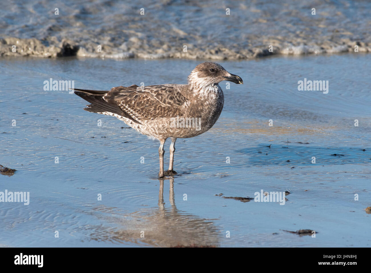Pacific gull hi-res stock photography and images - Alamy