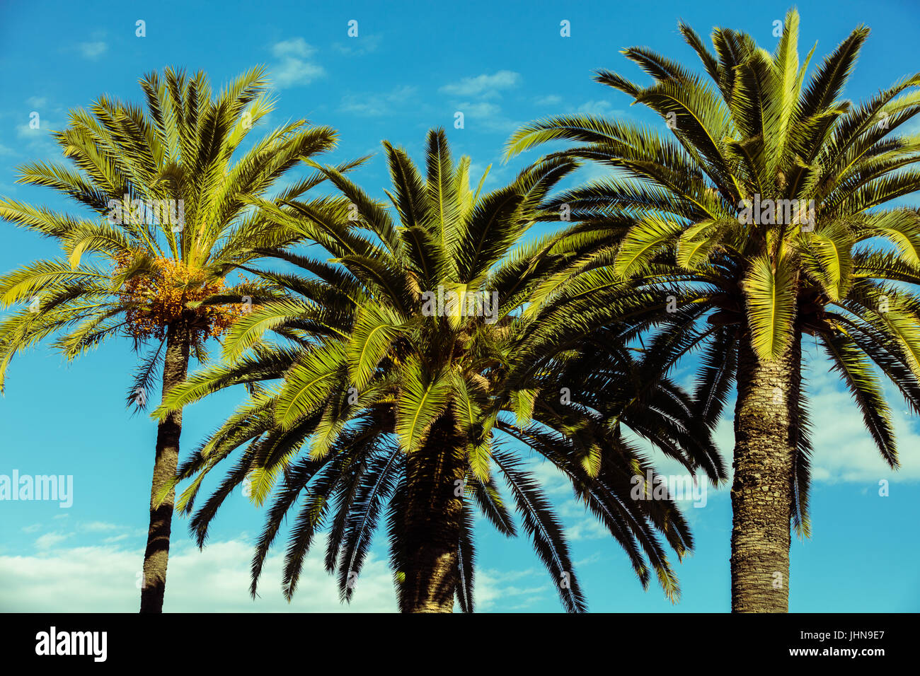 Palm trees plantation resort hi-res stock photography and images - Alamy