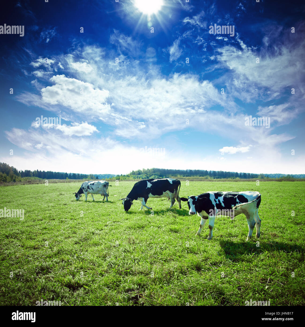 Pasture nature background Stock Photo - Alamy