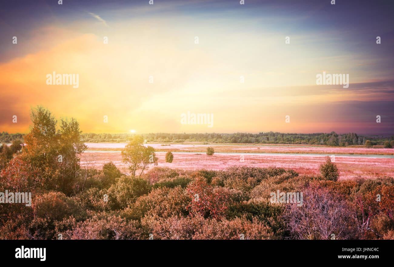 Beautiful evening meadow Stock Photo - Alamy
