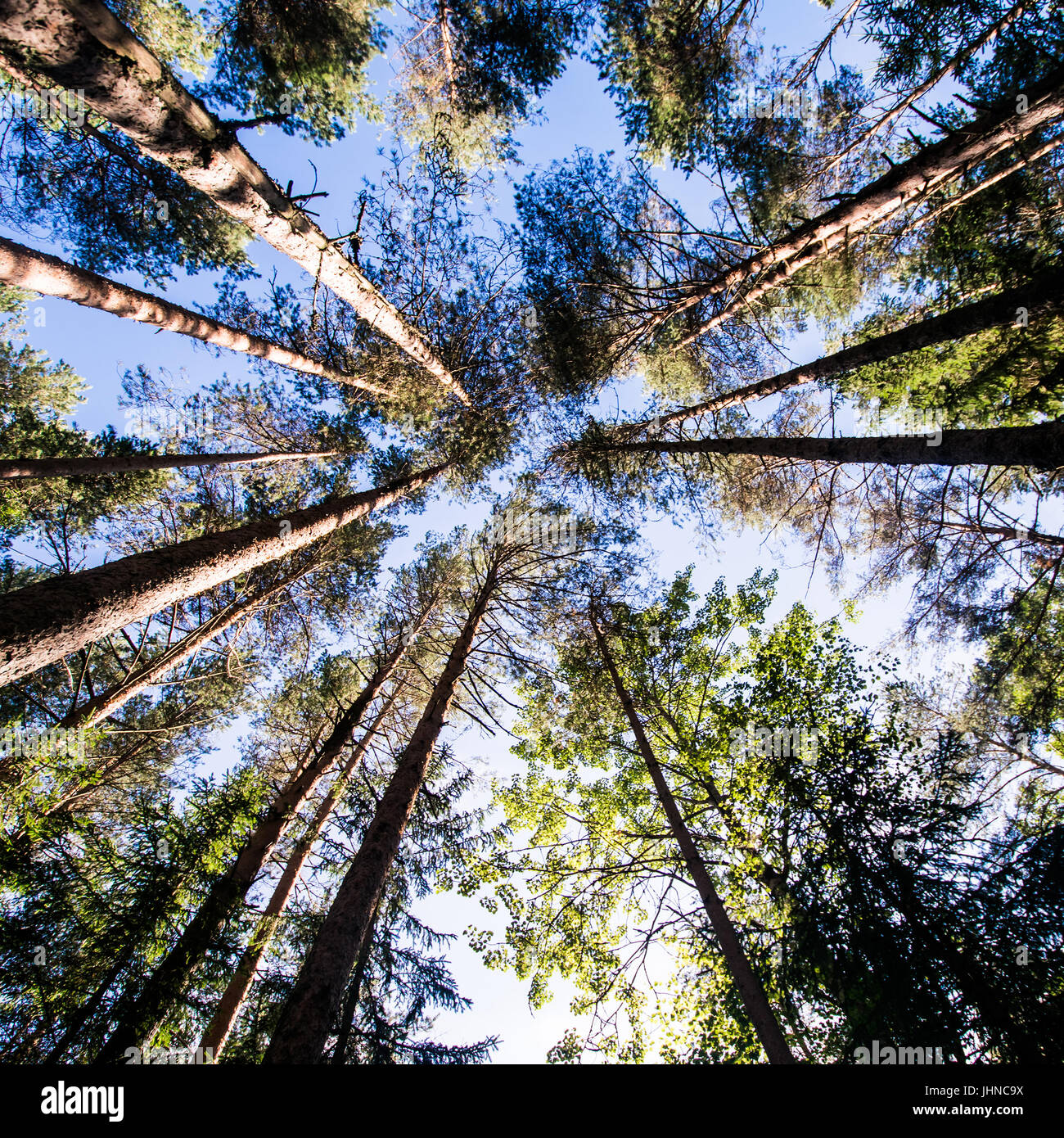 Top view forest sky Stock Photo - Alamy