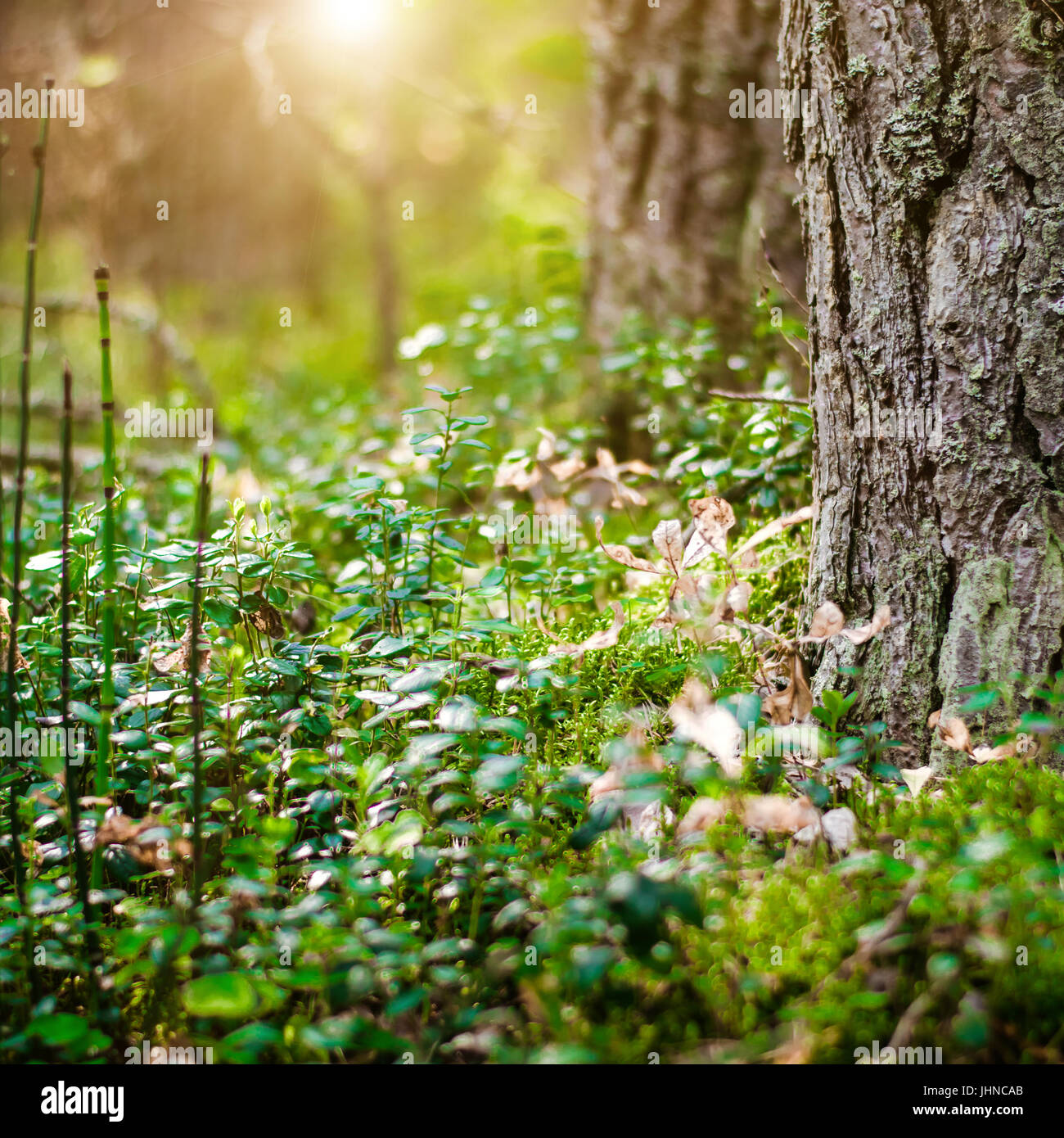 Plants clear bokeh Stock Photo - Alamy