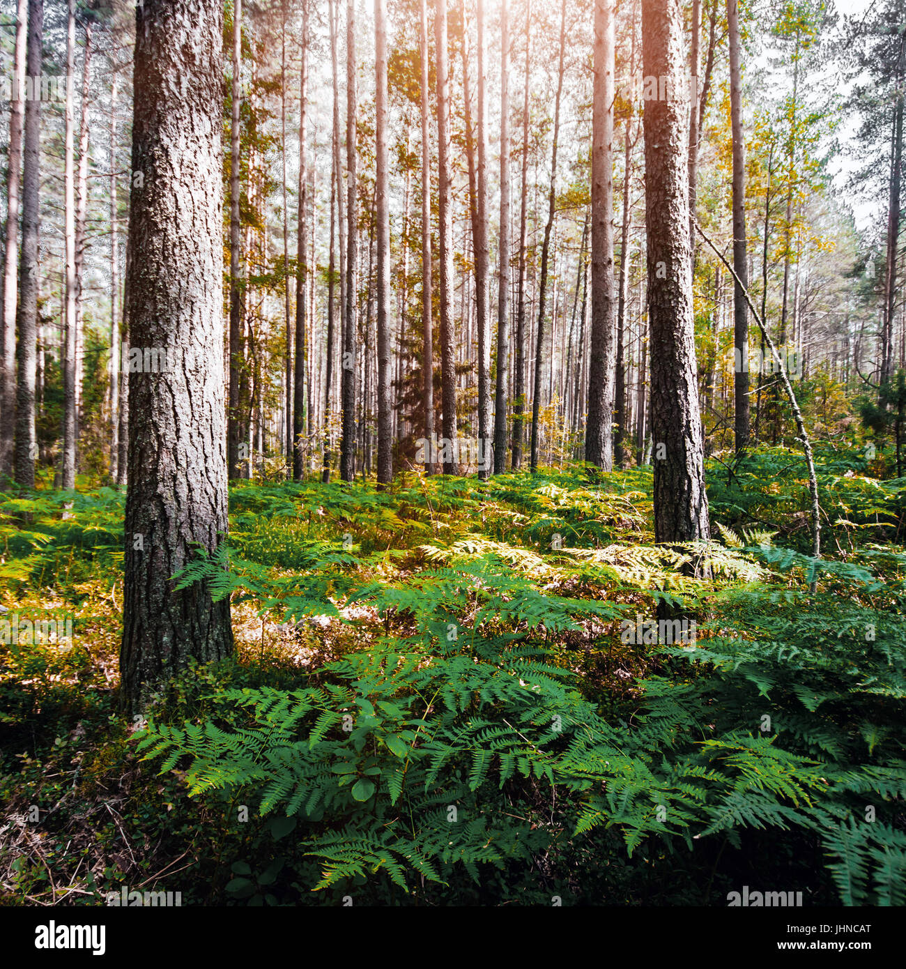 Beautiful wild forest Stock Photo - Alamy