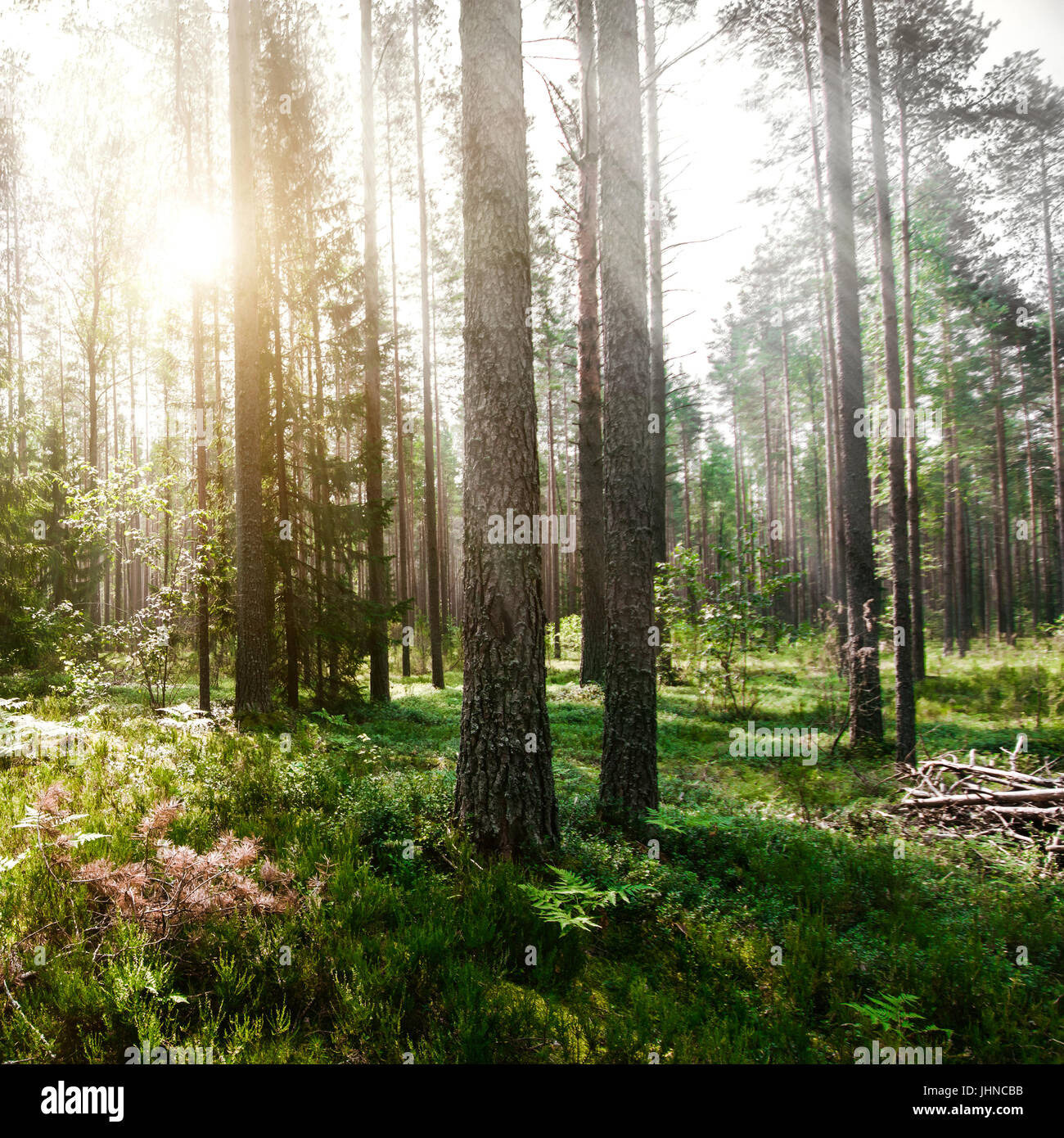 Beautiful wild forest Stock Photo - Alamy