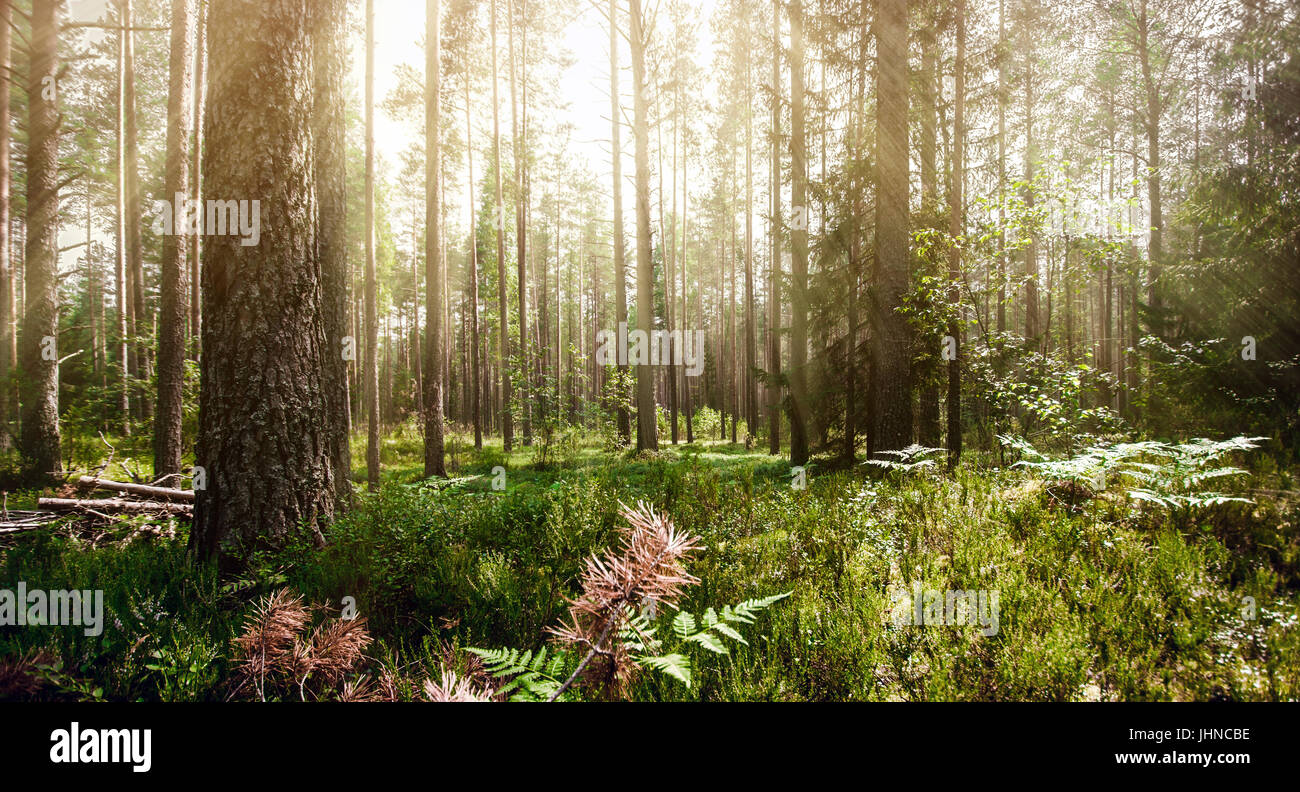 Wild trees in forest Stock Photo - Alamy