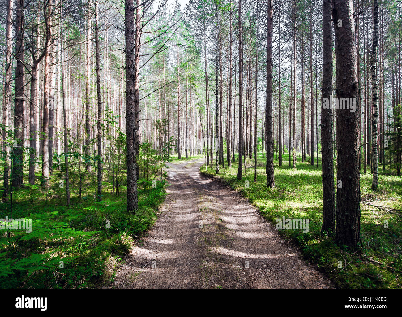 Forest road landscape Stock Photo - Alamy