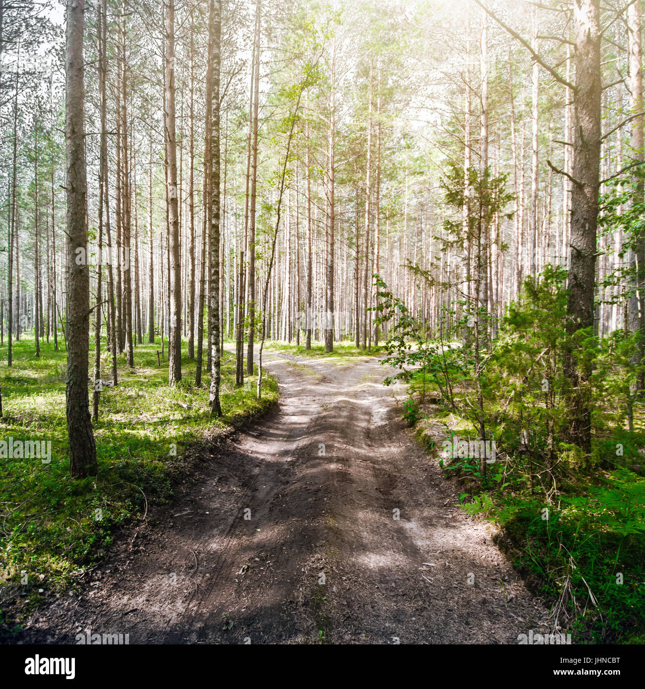 Road in forest Stock Photo - Alamy