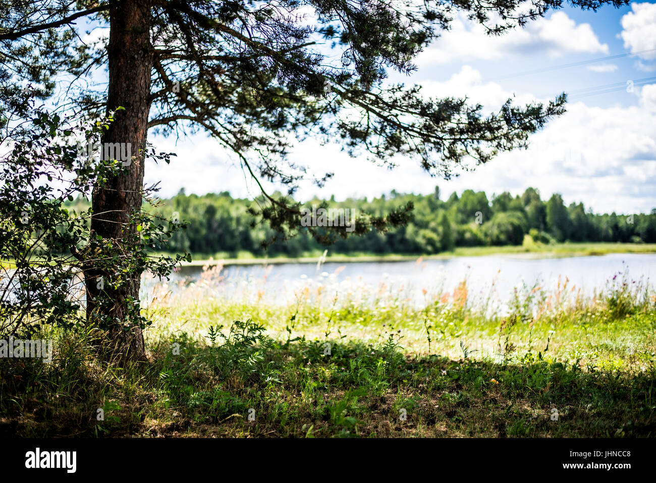 Beautiful wild forest Stock Photo - Alamy