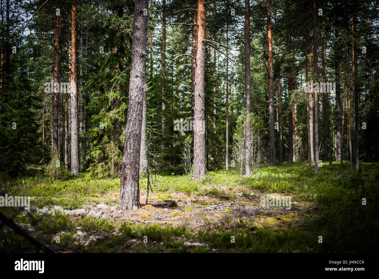 Wild trees in forest Stock Photo - Alamy