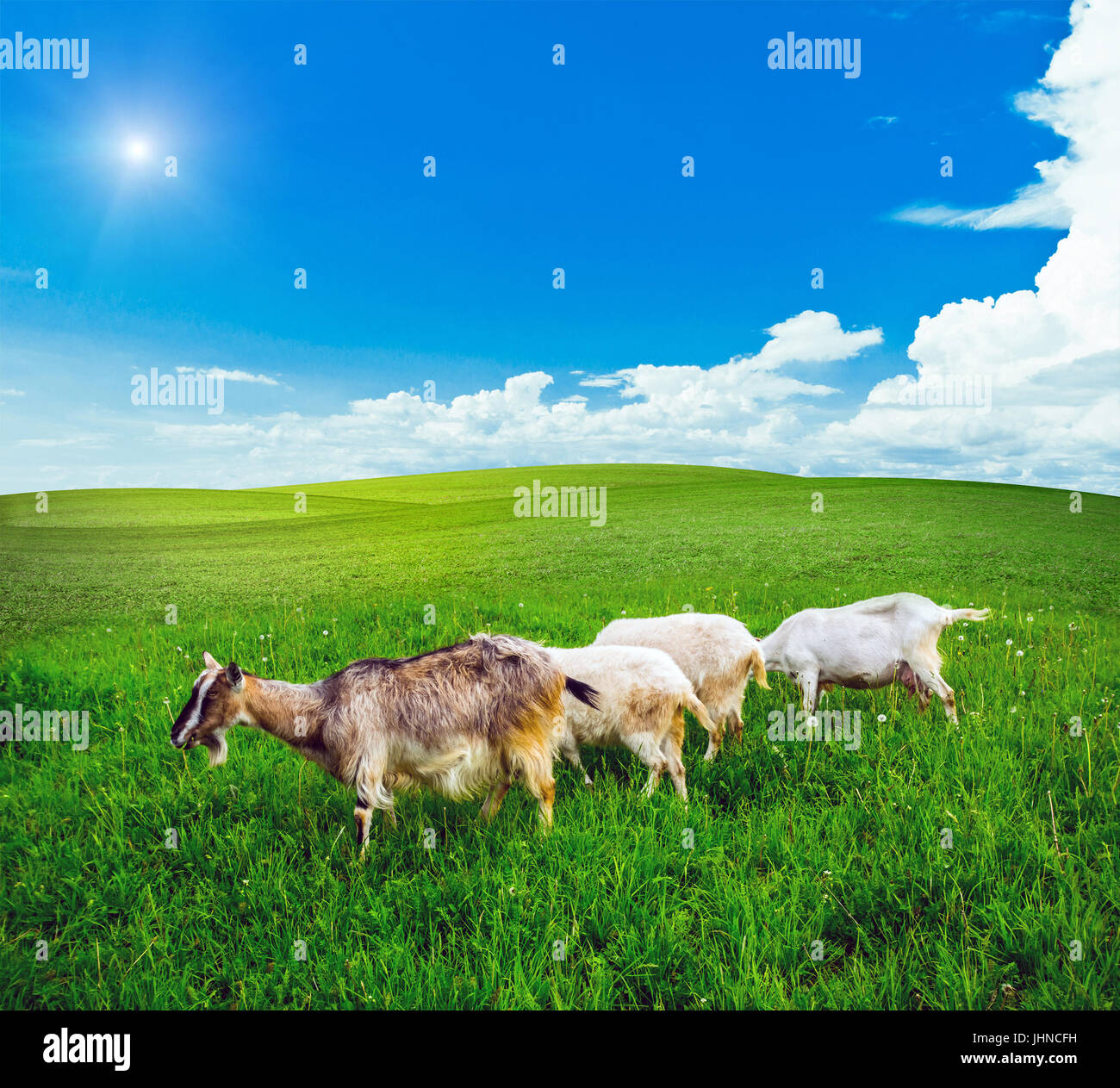 Goats pasture hi-res stock photography and images - Alamy