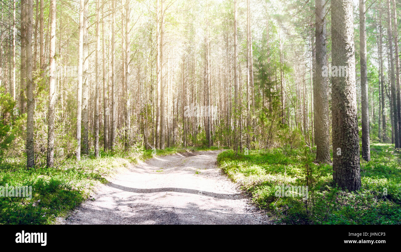 Forest road landscape Stock Photo - Alamy