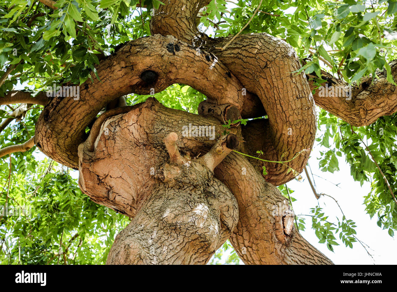 A tree which had grown into a knotted shape Stock Photo - Alamy