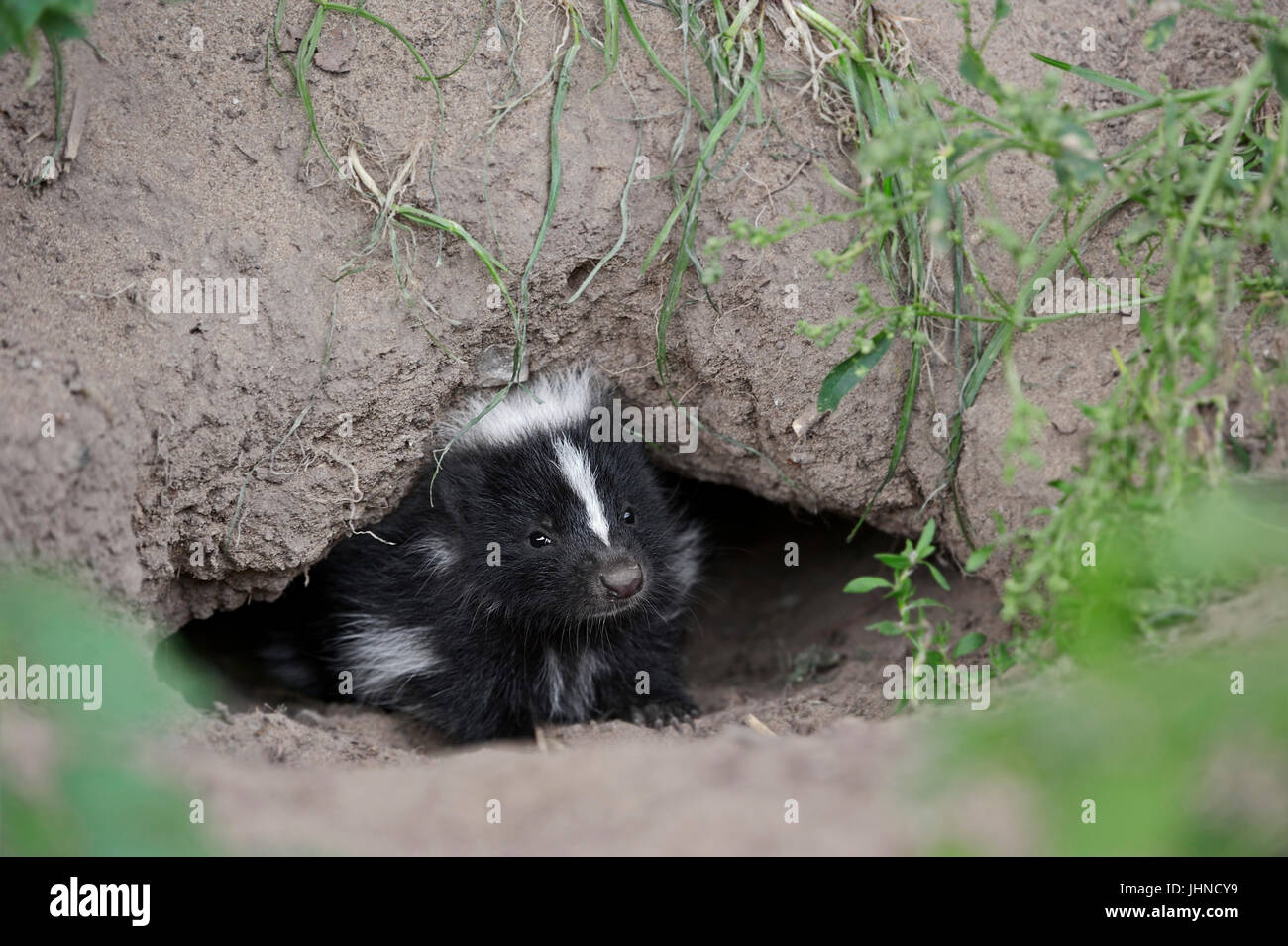 Young Striped Skunk / (Mephitis mephitis) | Streifenskunk, Jungtier ...