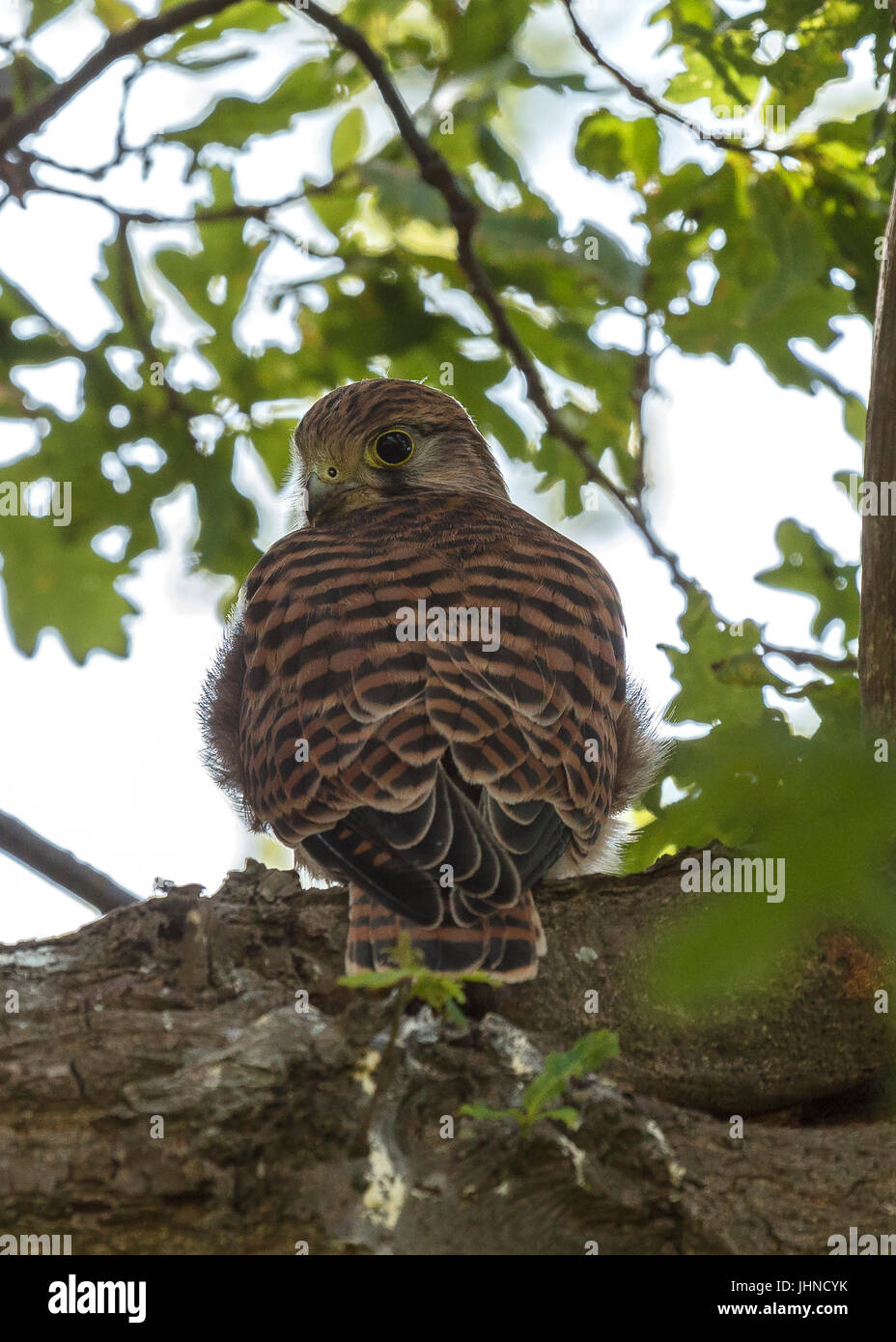 Single Kestrel Perched in Oak Tree at RHS Hyde Hall Gardens Stock Photo ...