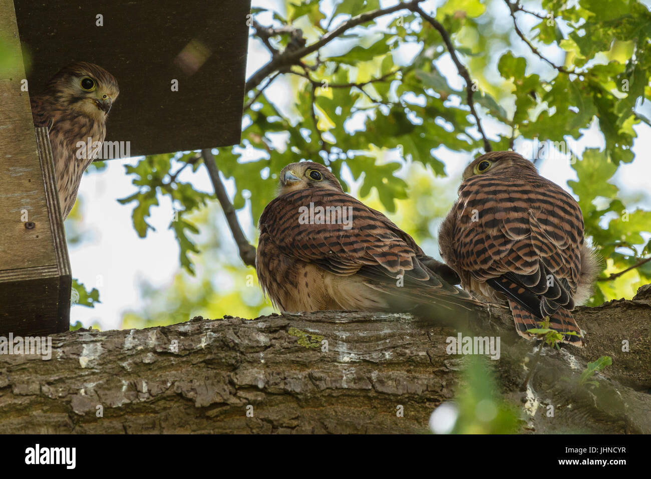 Two Young Kestrel with Parent Perched in Oak Tree at RHS Hyde Hall ...