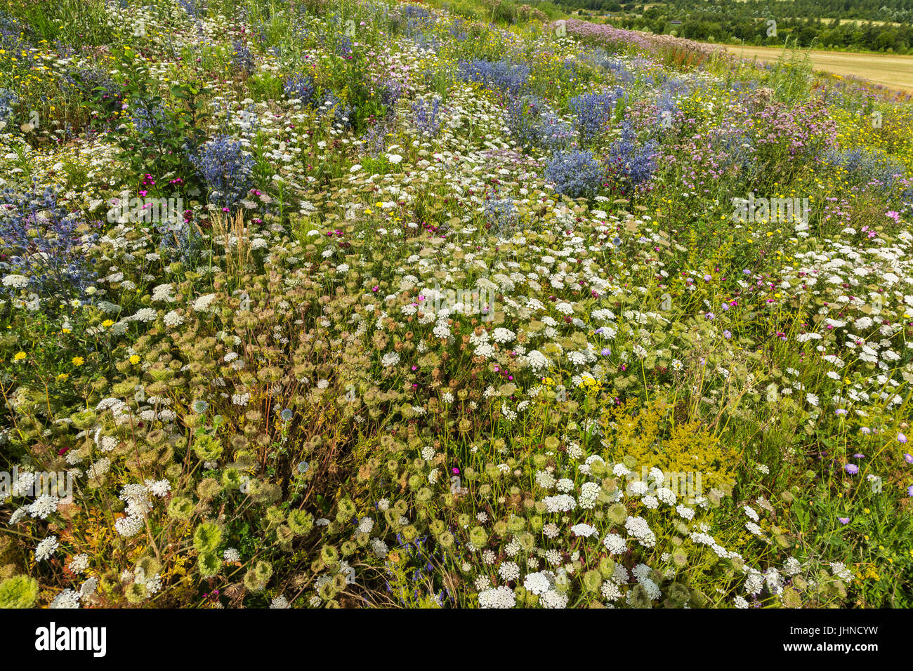 Mass Planting of Perennial Flowers on Hillside at RHS Hyde Hall Stock ...