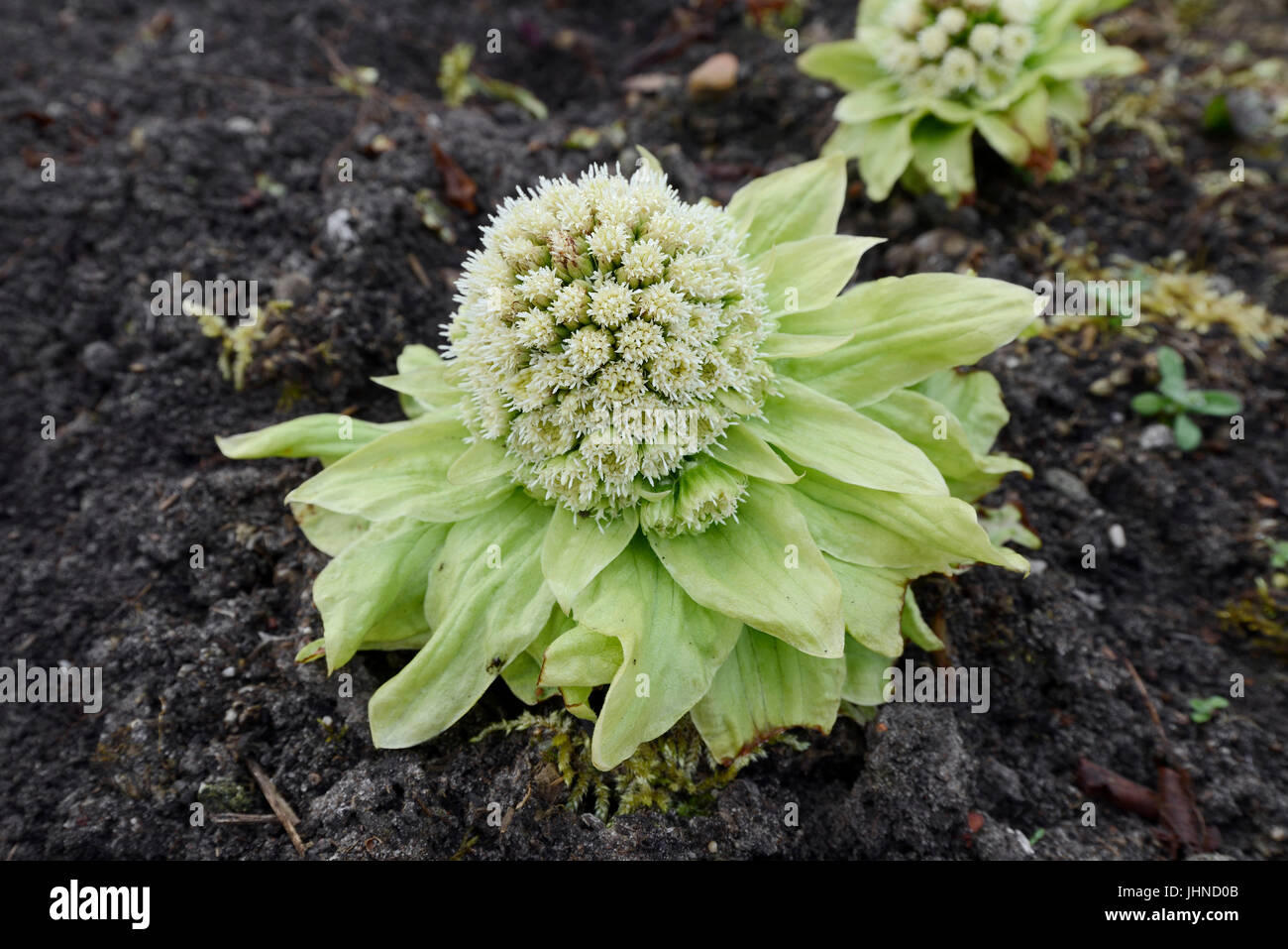 Japanese Butterbur / (Petasites japonicus) | Japanische Pestwurz oder ...
