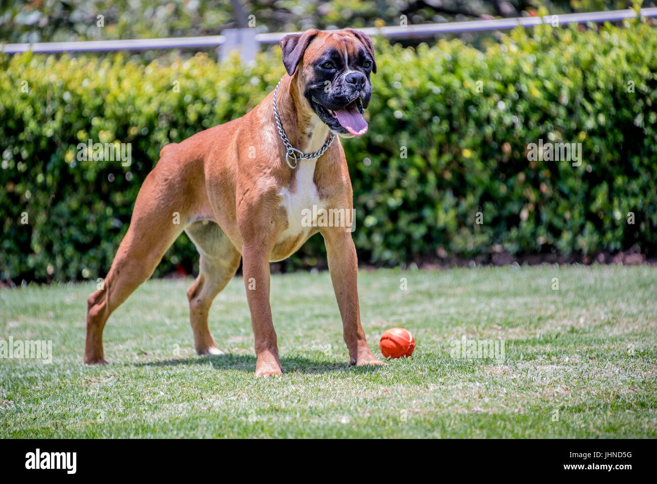 Boxer standing alongside a red ball on a neat garden lawn panting ...