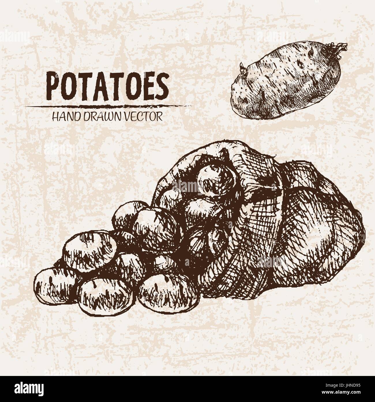 Digital vector detailed line art potato vegetable hand drawn retro ...