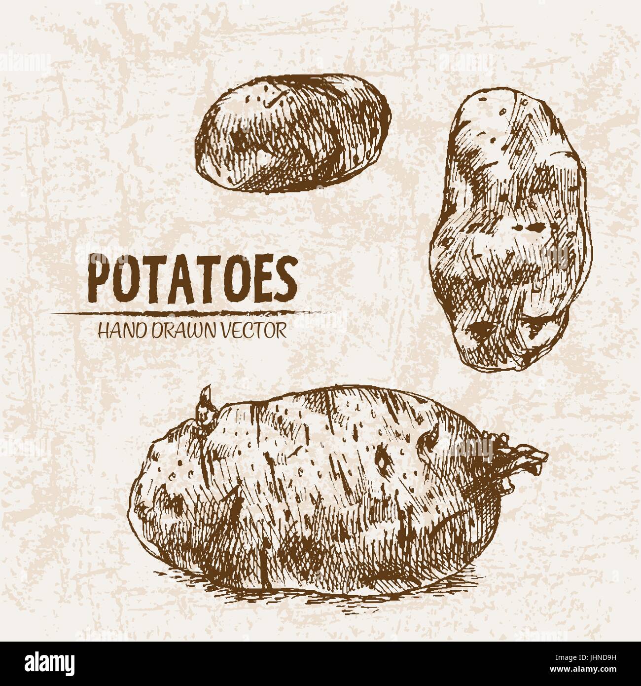 Digital vector detailed line art potato vegetable hand drawn retro ...
