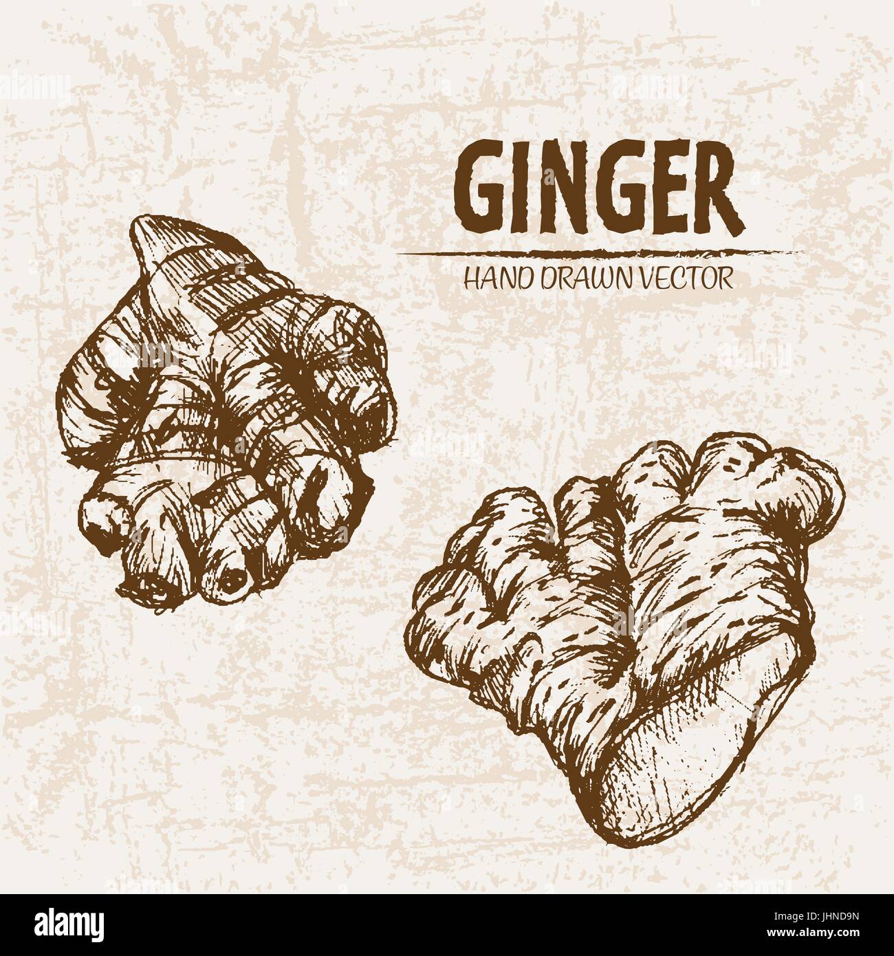 Digital vector detailed line art ginger root hand drawn retro ...