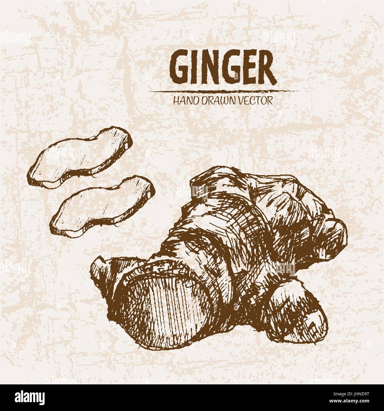 Digital vector detailed line art ginger root hand drawn retro ...