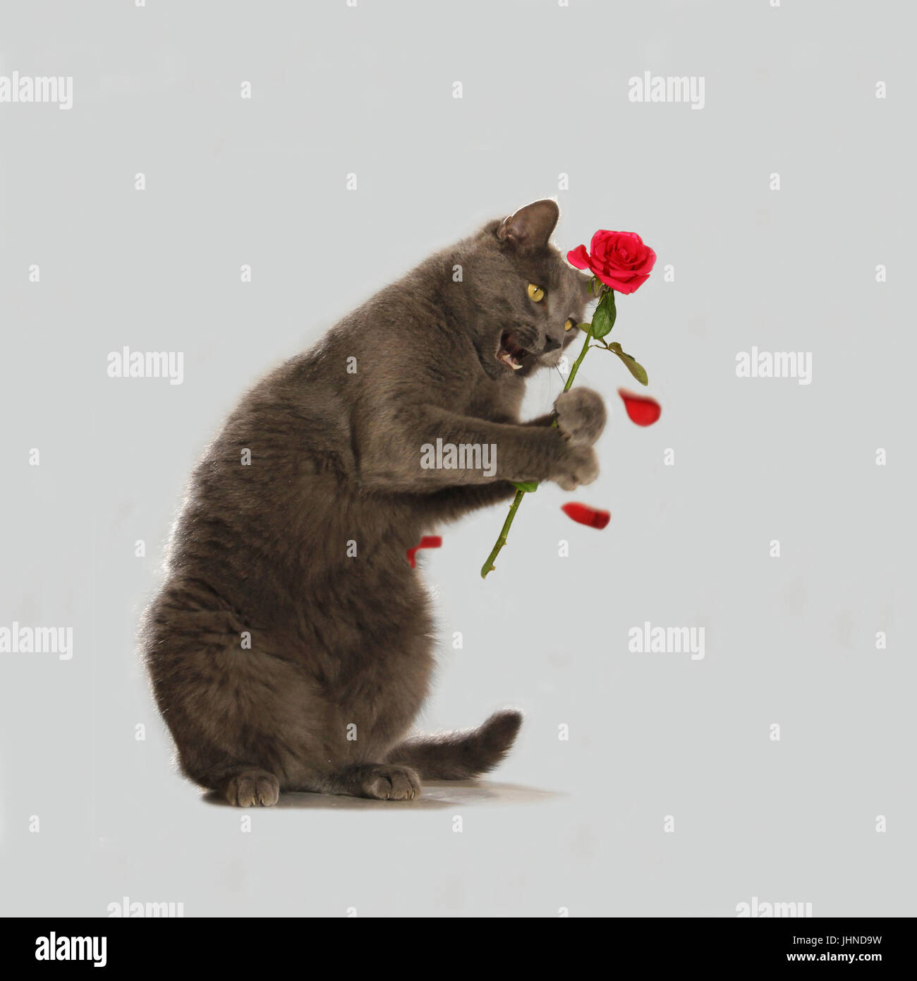 Cat and rose hi-res stock photography and images - Alamy