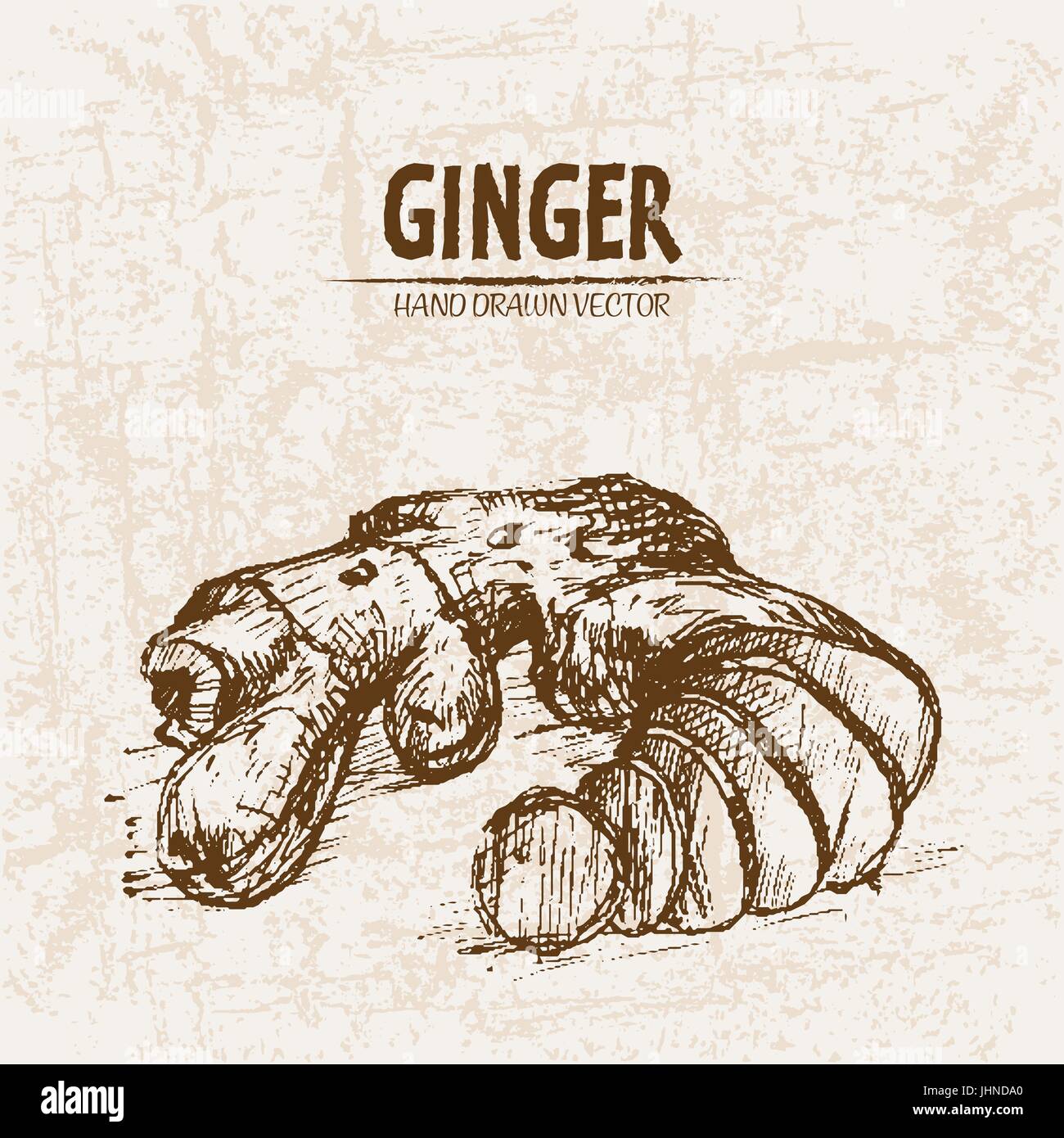 Digital vector detailed line art ginger root hand drawn retro ...