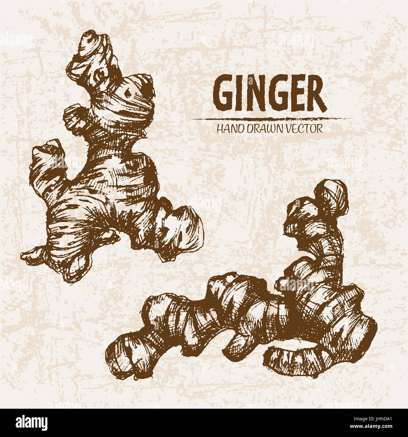 Digital vector detailed line art ginger root hand drawn retro ...