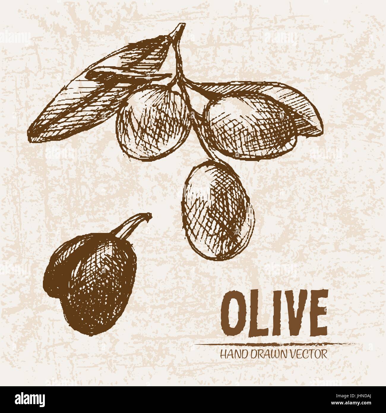 Digital vector detailed line art olive and oil hand drawn retro ...