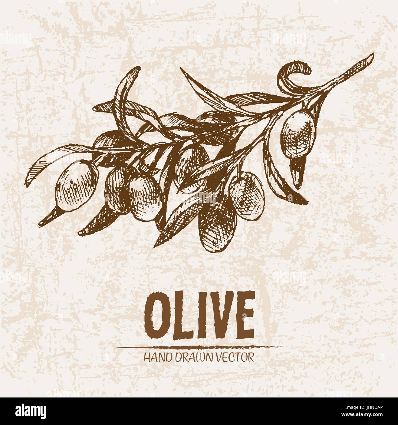 Digital vector detailed line art olive and oil hand drawn retro ...
