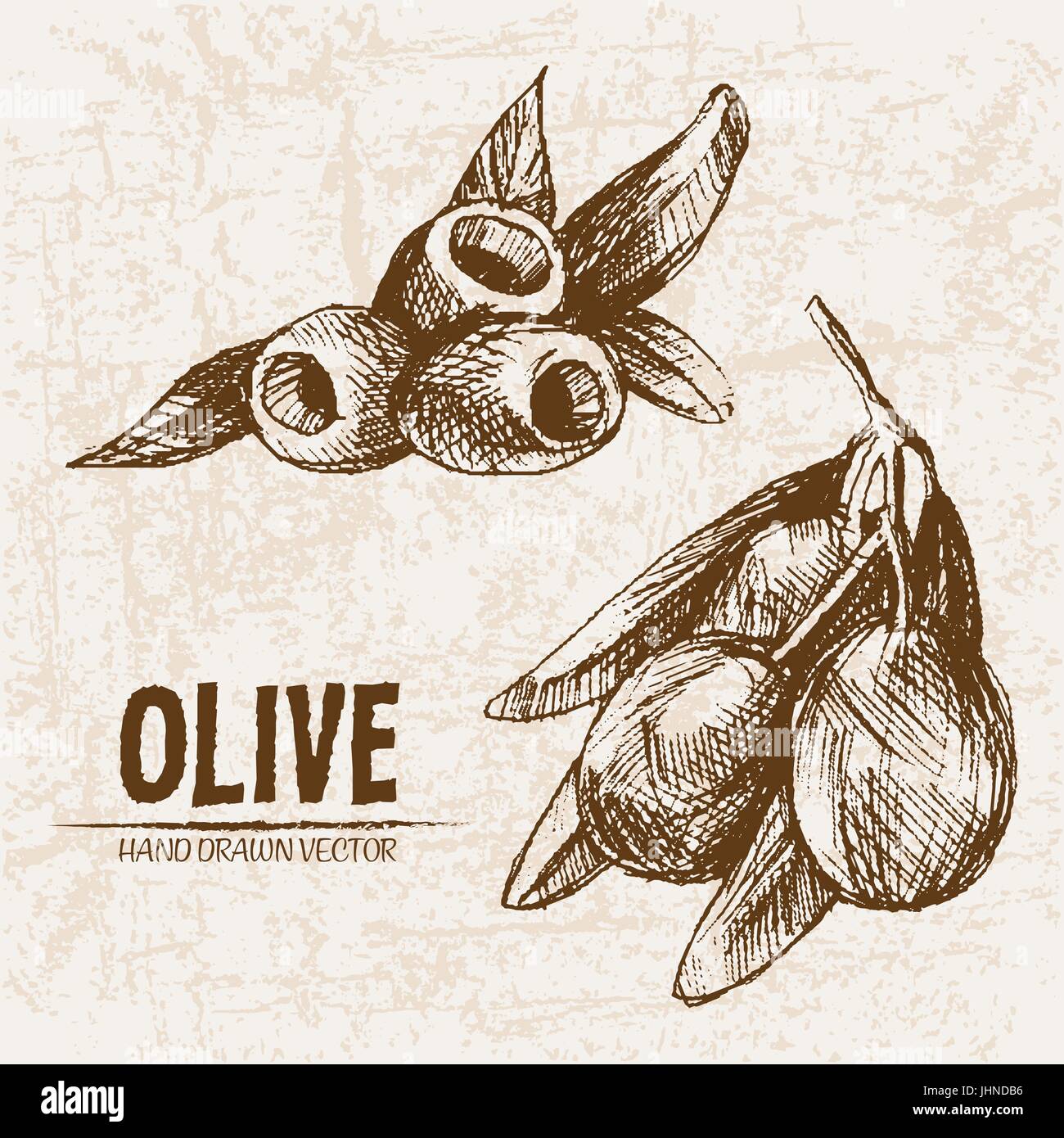 Digital vector detailed line art olive and oil hand drawn retro ...