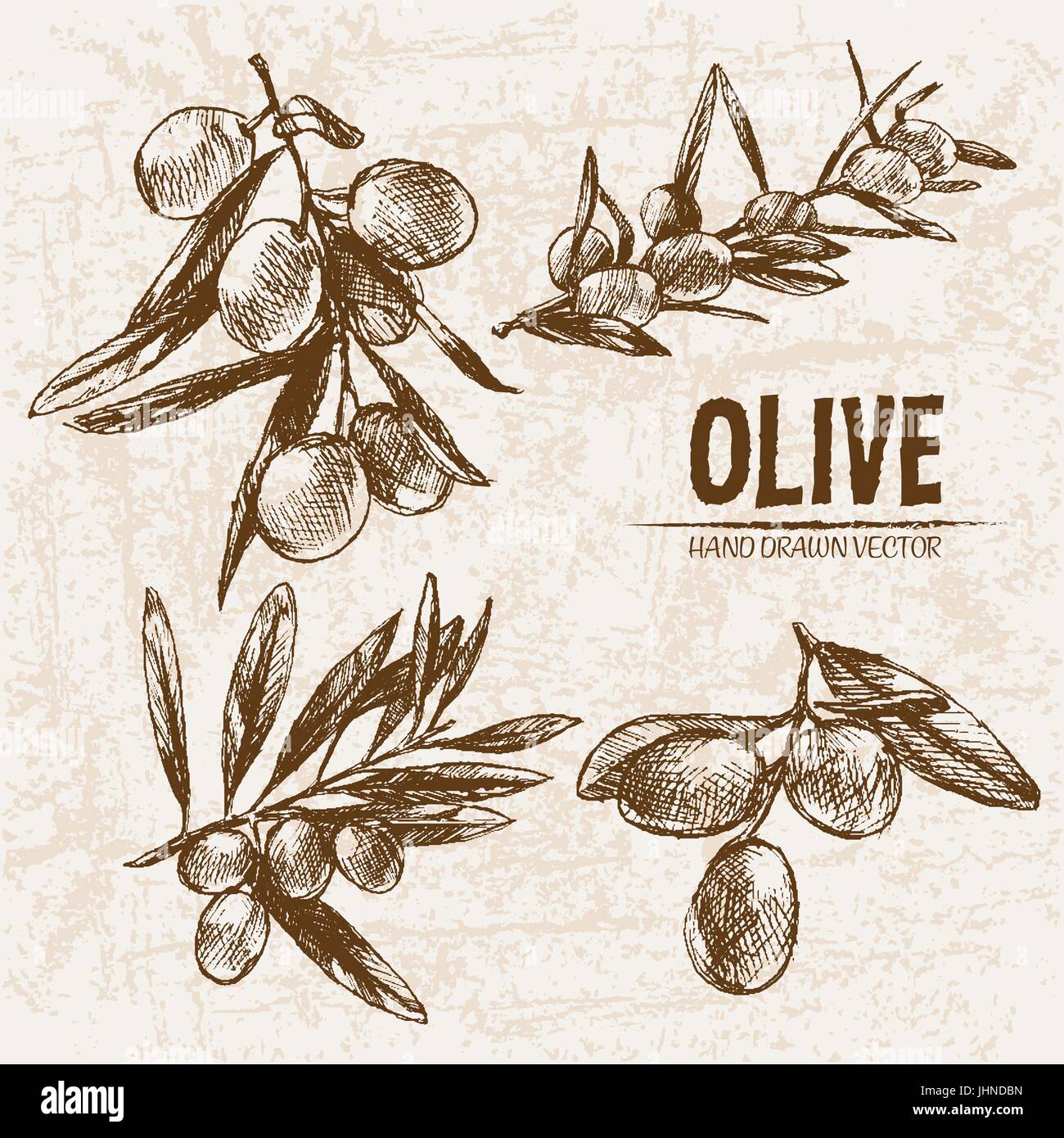 Digital vector detailed line art olive and oil hand drawn retro ...