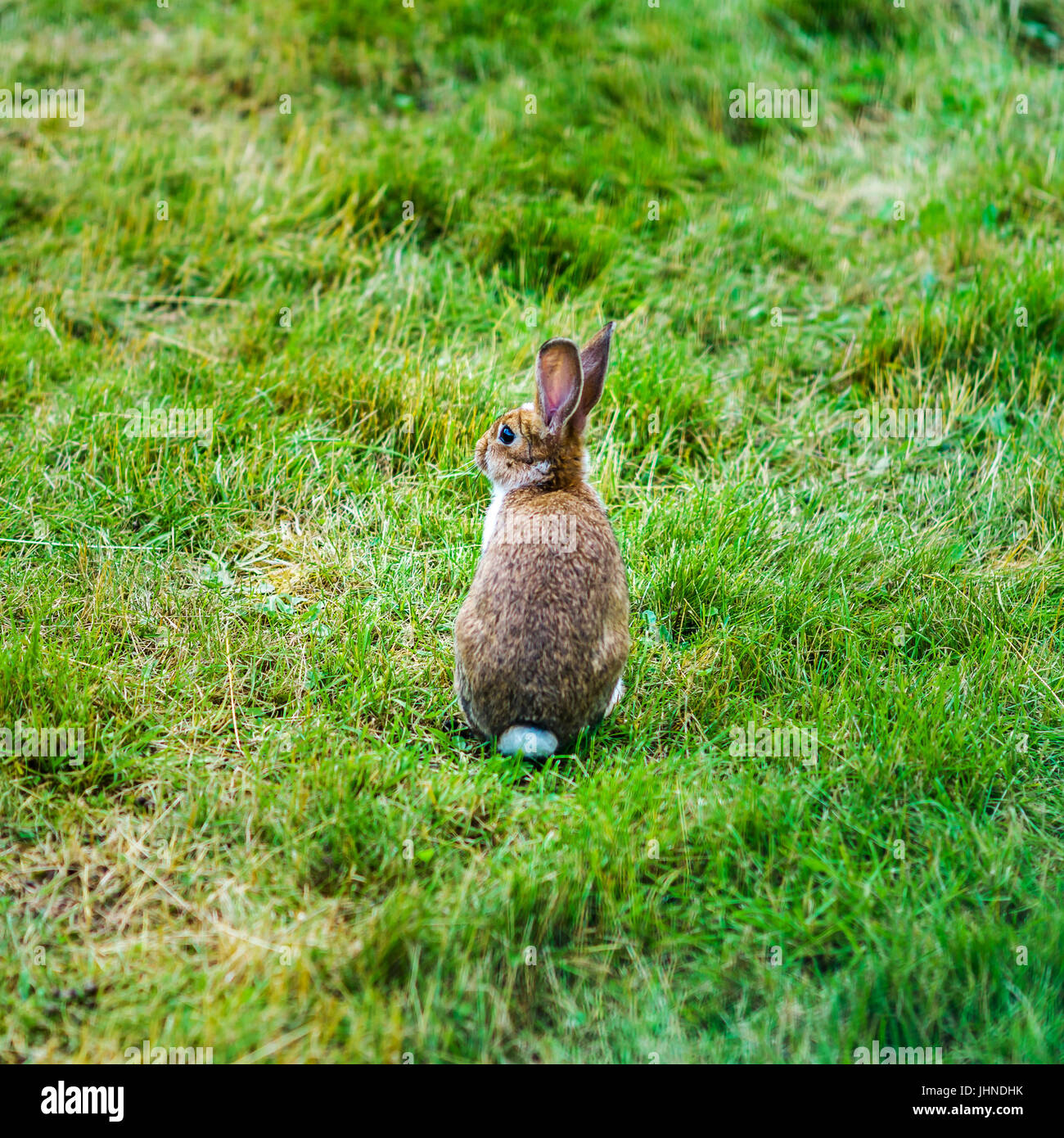 Little beautiful rabbit on green grass, farm mammals, France Stock ...