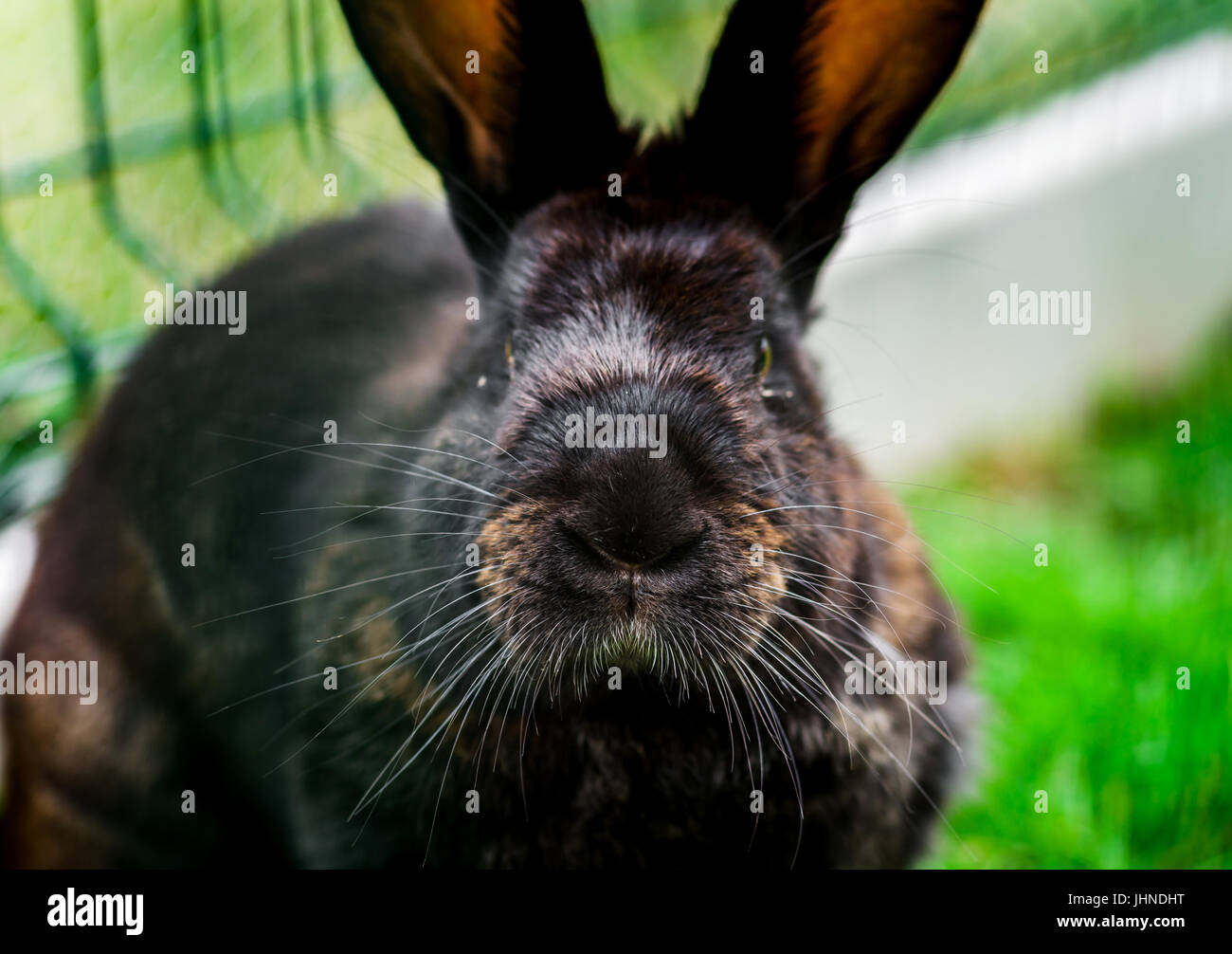 Little beautiful rabbit on green grass, farm mammals, France Stock ...