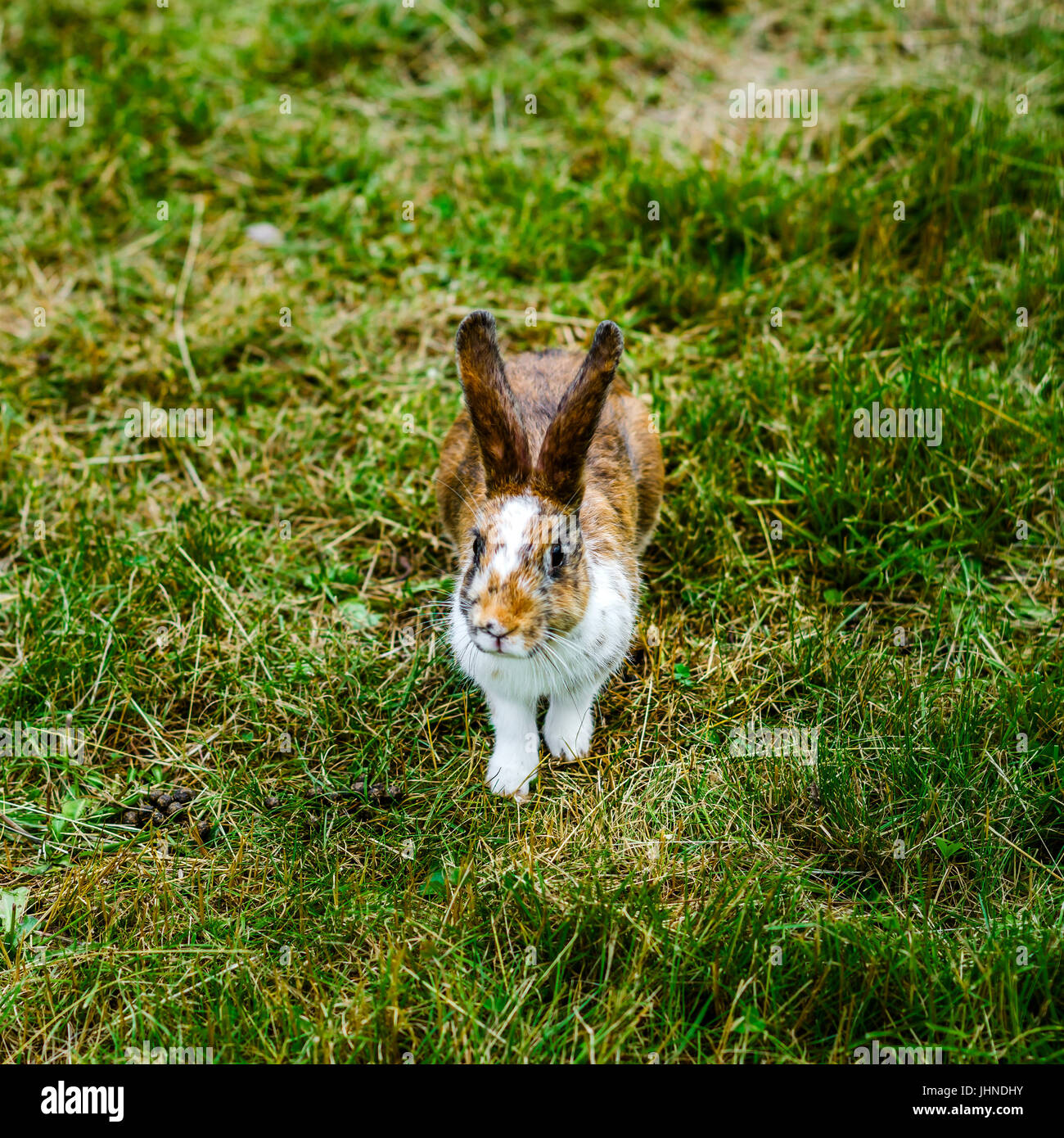 Little beautiful rabbit on green grass, farm mammals, France Stock ...